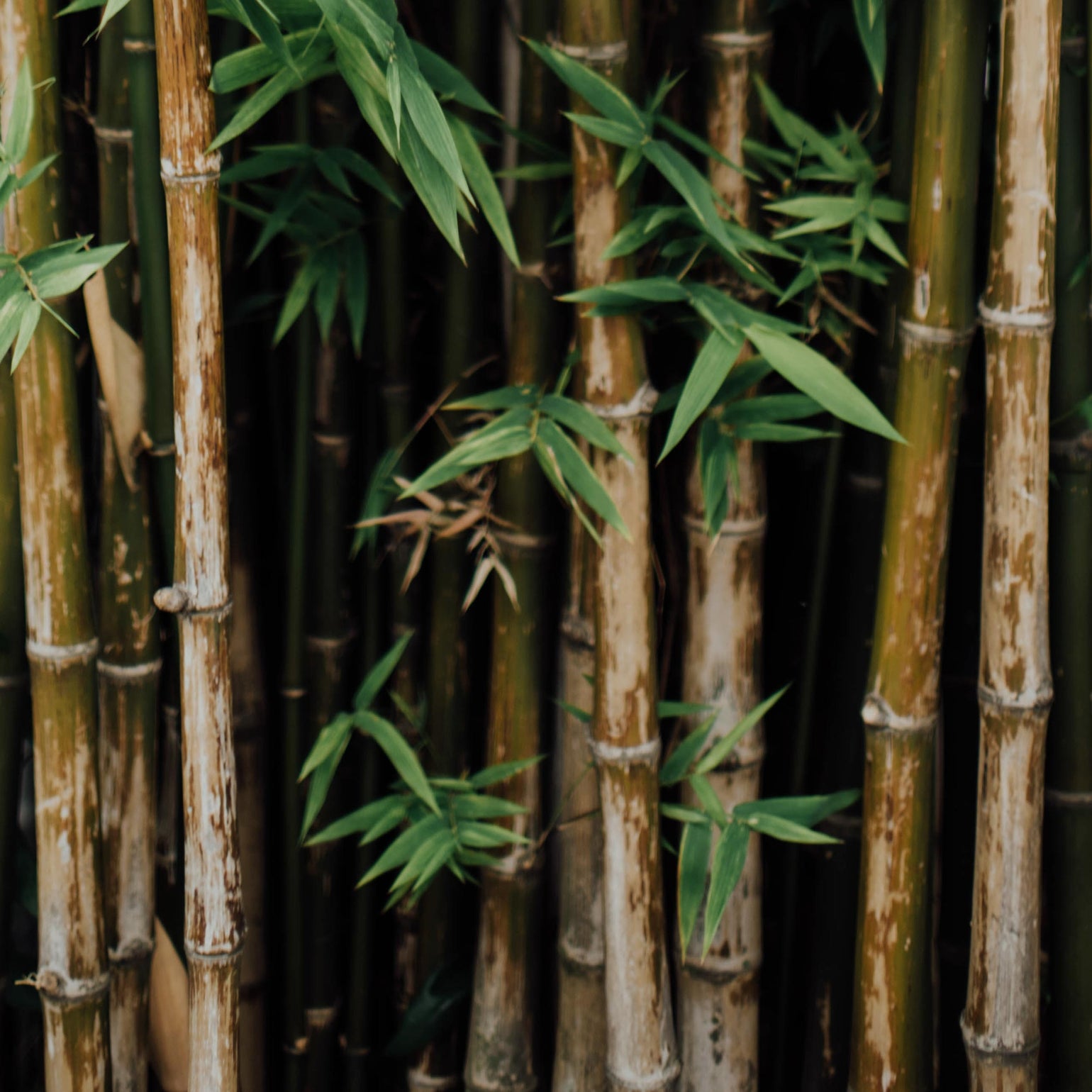 Bamboo Enzyme Peel | Gentle Exfoliation | Bare Roots